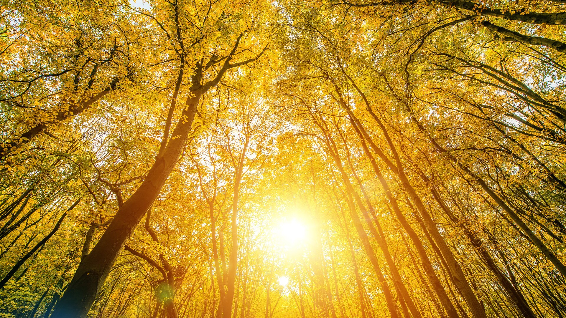 55 GUB 7240 | Entertainment(TV) | GRUNDIG